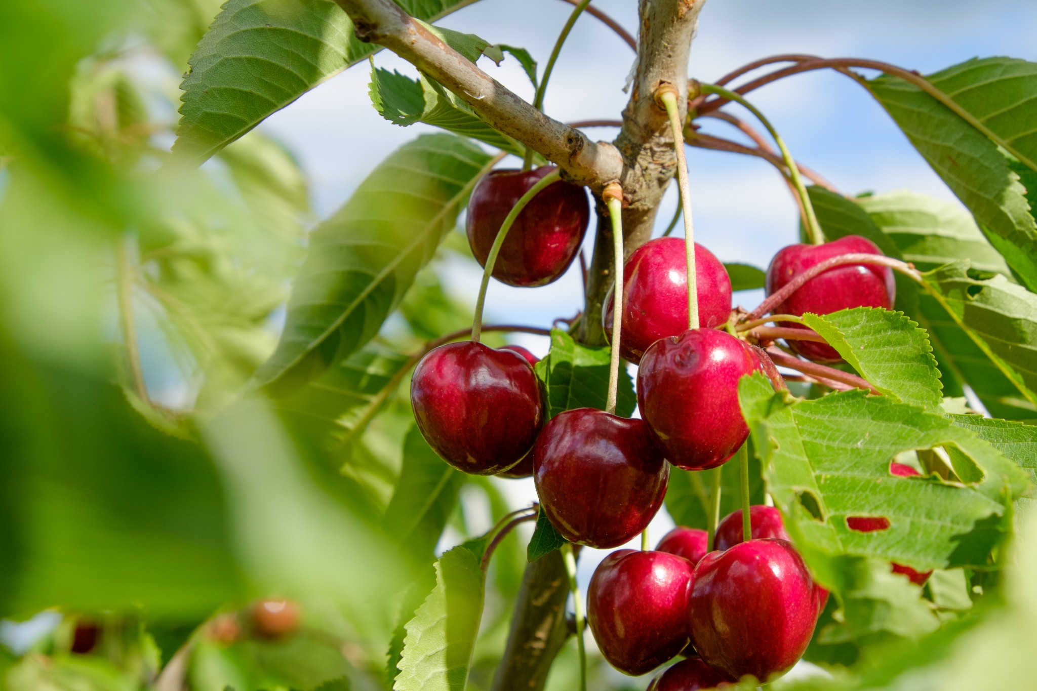 Kirschen frisch vom Baum – Cuisinenbomber